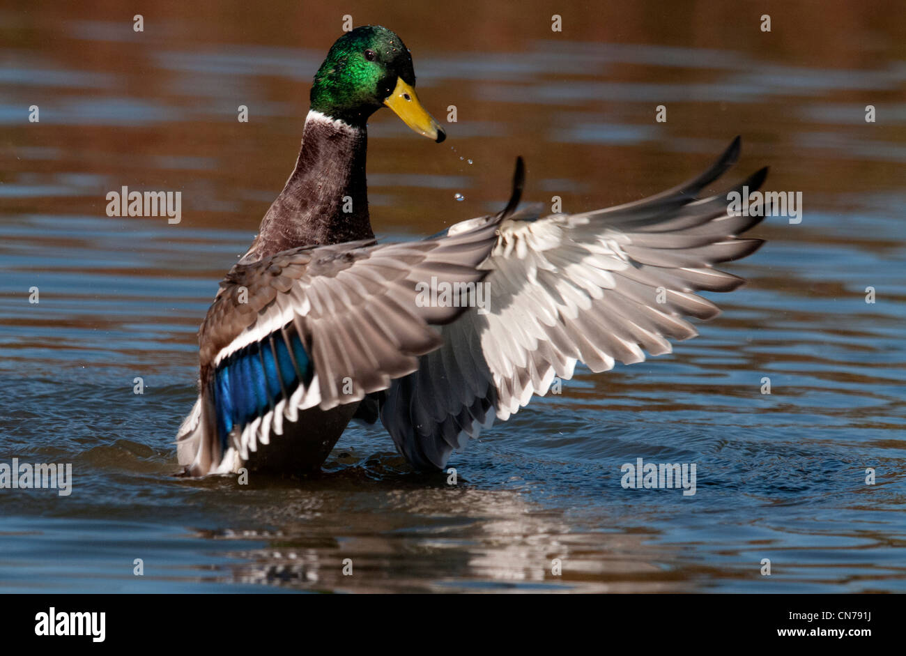 a male mallard duck doing a wing stretch Stock Photo - Alamy