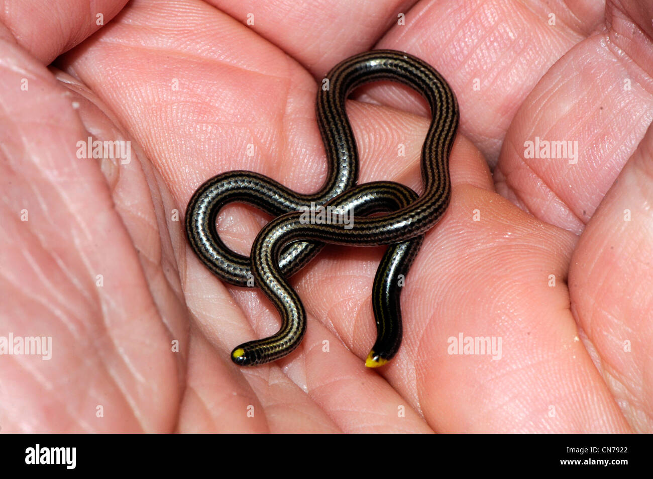 Leptotyphlops goudotii, or the black blind snake Stock Photo - Alamy