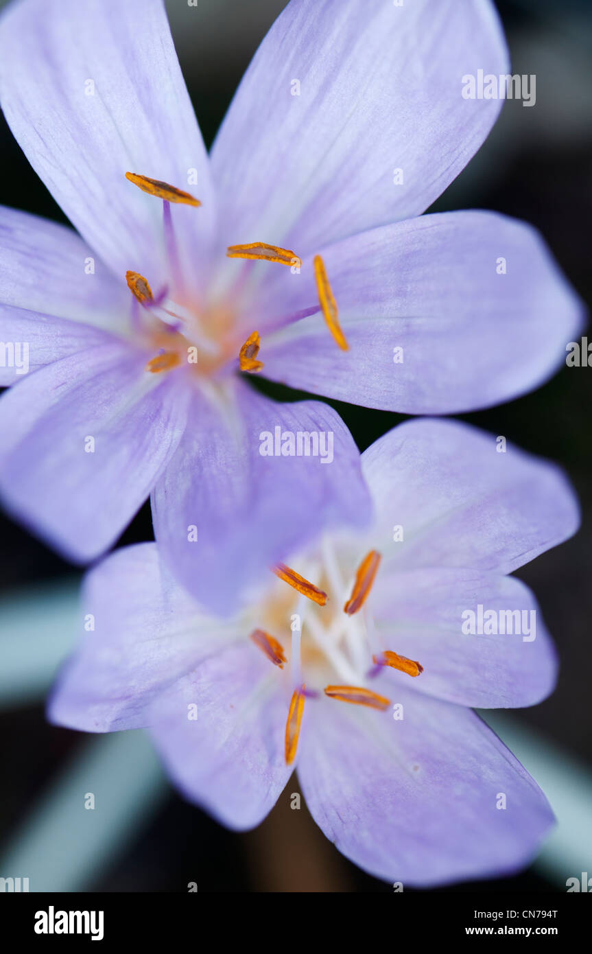 Autumn crocus, Colchicum autumnale Stock Photo - Alamy