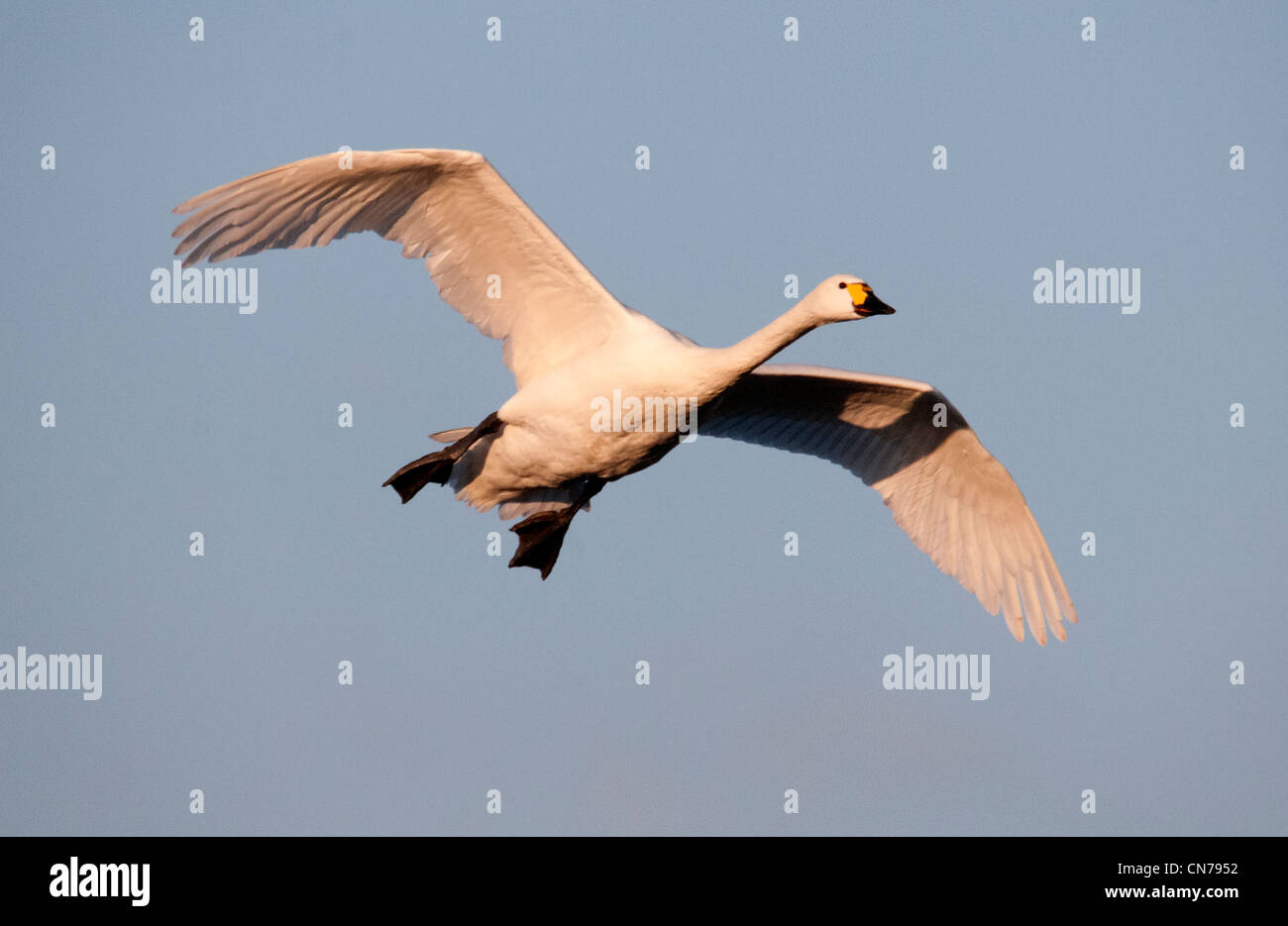 bewicks swan in flight Stock Photo - Alamy