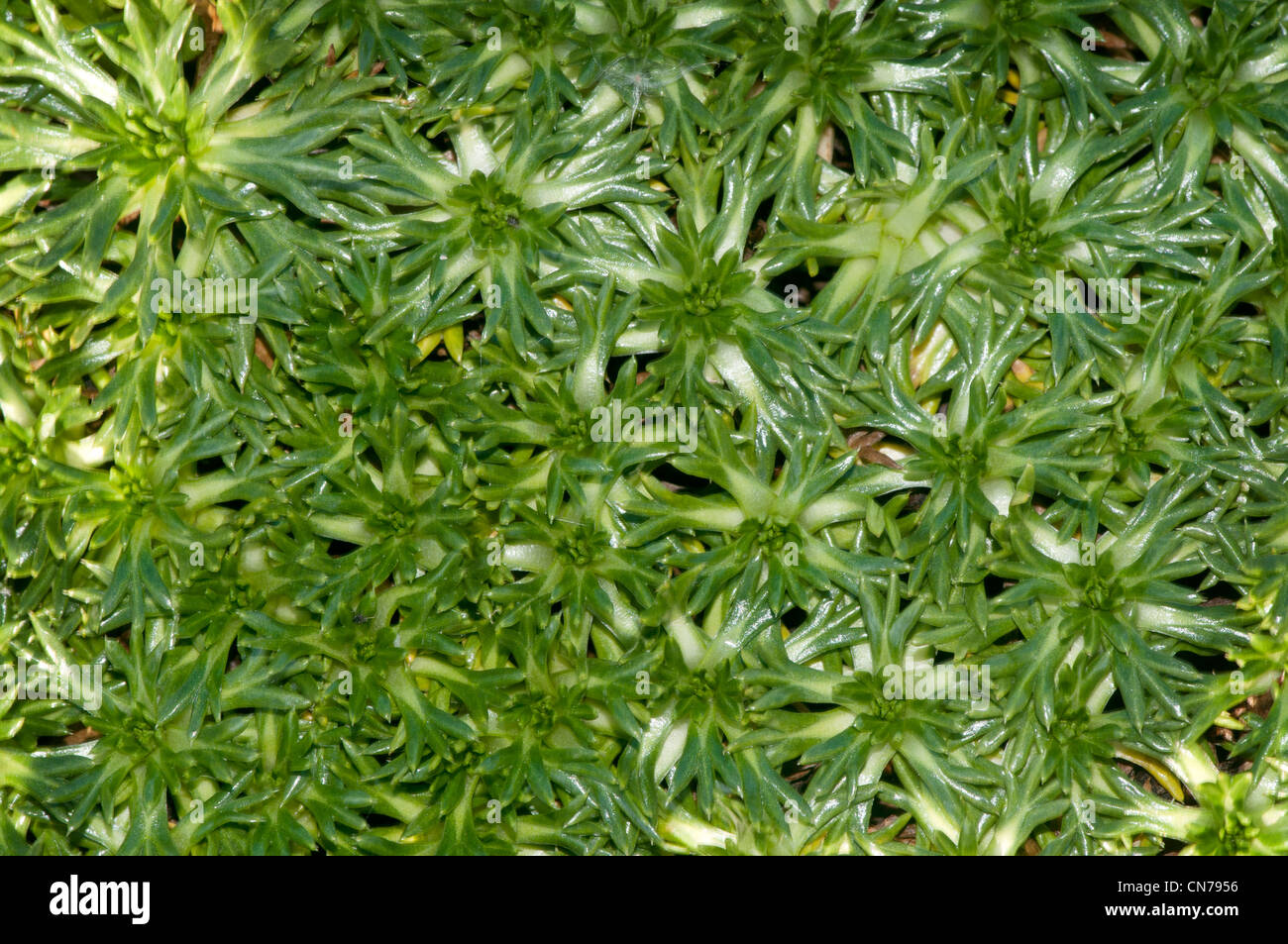 Azorella hi-res stock photography and images - Alamy