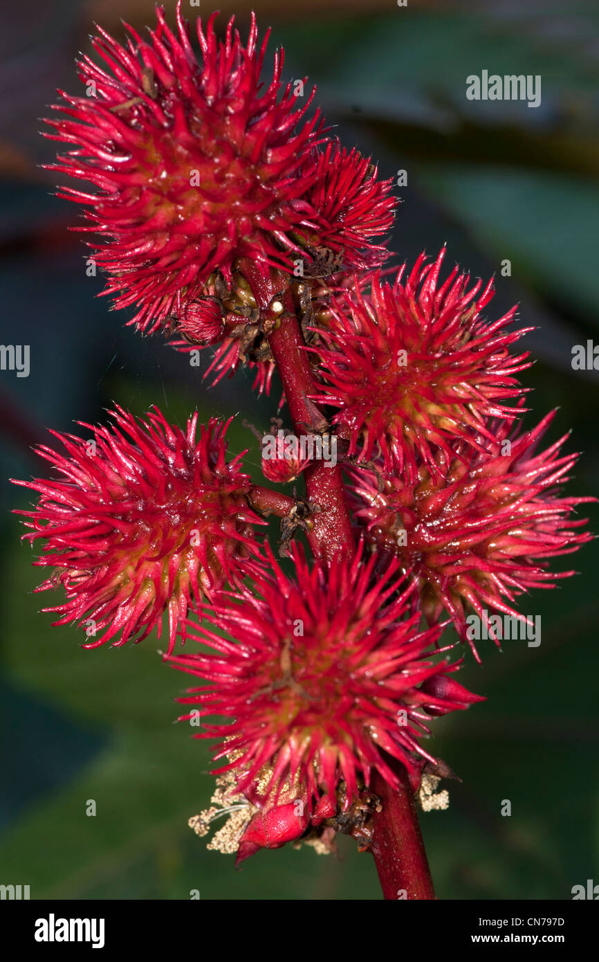 Ricinus communis castor oil plant castor bean hi-res stock photography ...