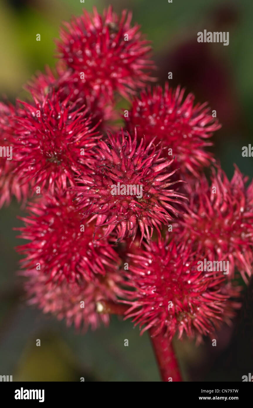 Castor hi-res stock photography and images - Alamy