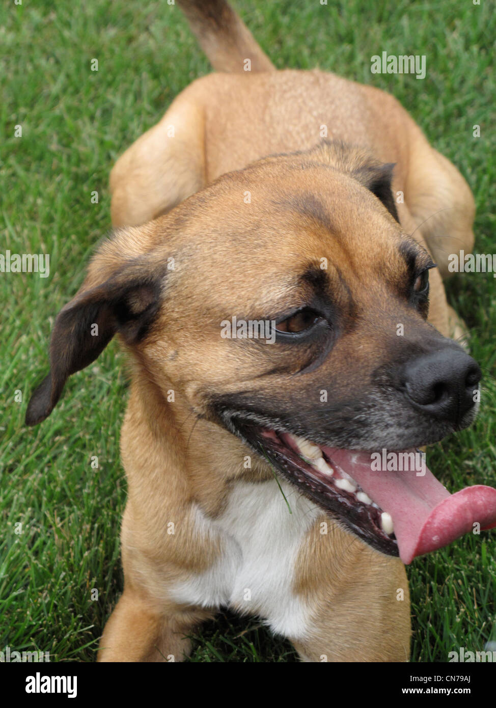 Happy dog smiling Stock Photo - Alamy