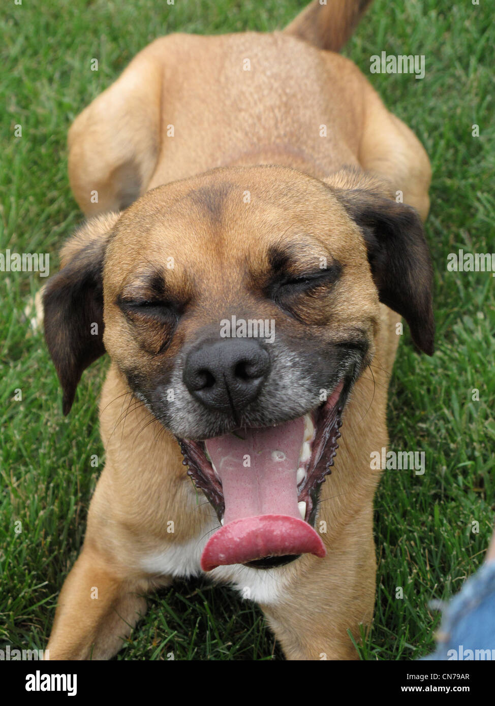 Happy smiling dog Stock Photo - Alamy