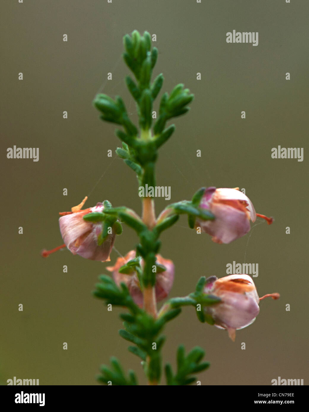 Ericaceae heather family hi-res stock photography and images - Alamy