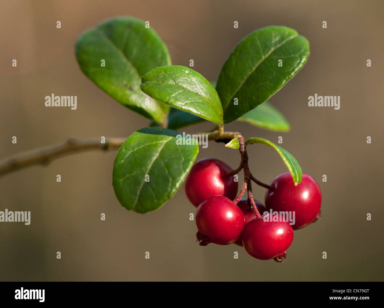 Lingon berry hi-res stock photography and images - Alamy