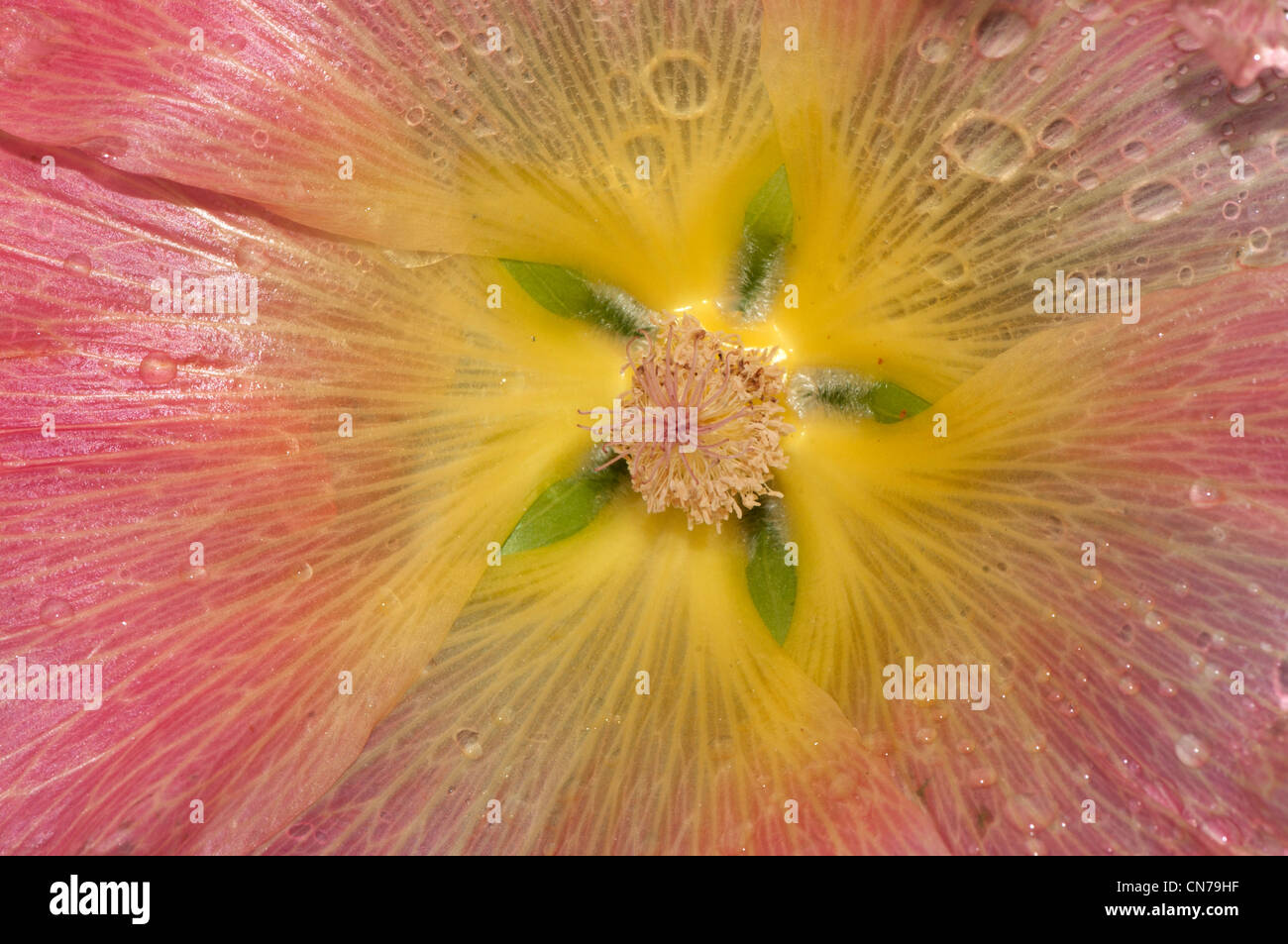 mallow flower, closeup Stock Photo - Alamy