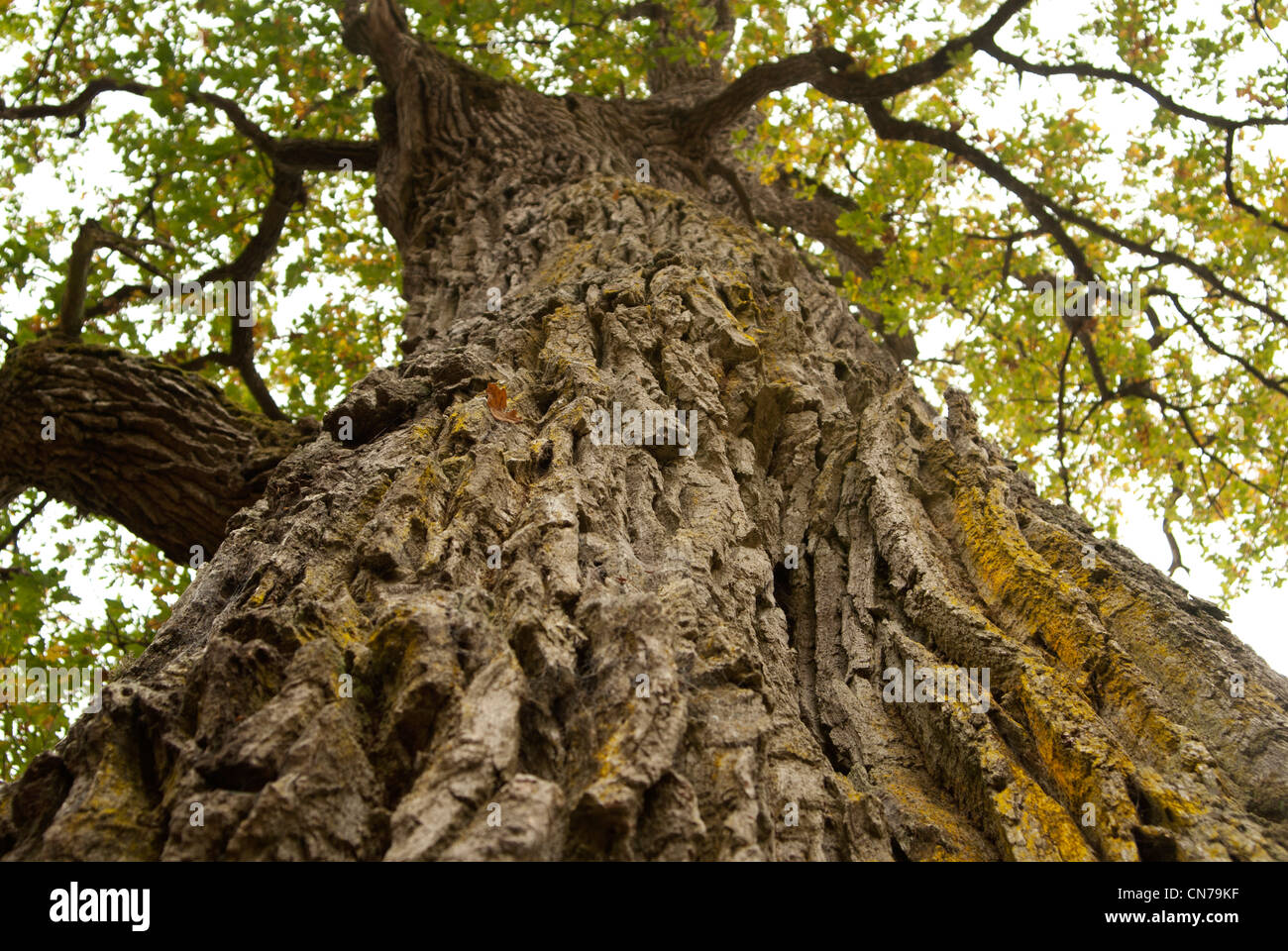 Wide oak hi-res stock photography and images - Alamy