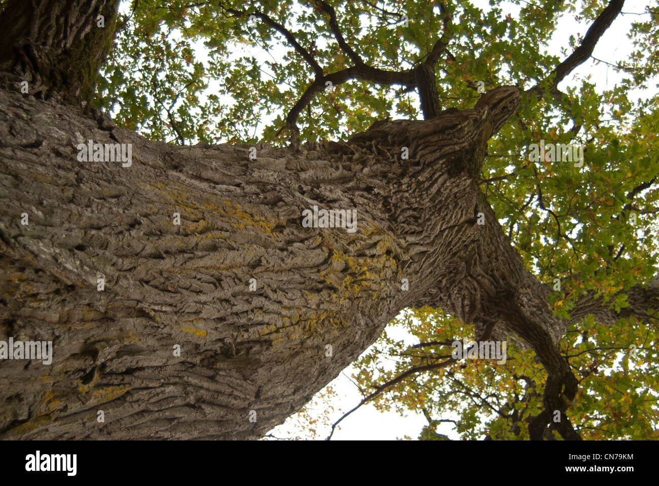 Wide oak hi-res stock photography and images - Alamy