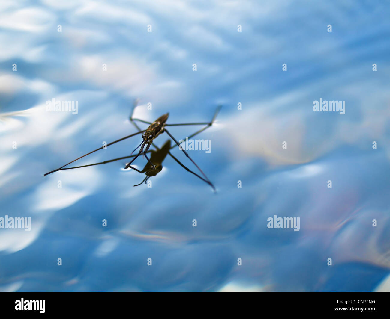 insect on the water Stock Photo - Alamy
