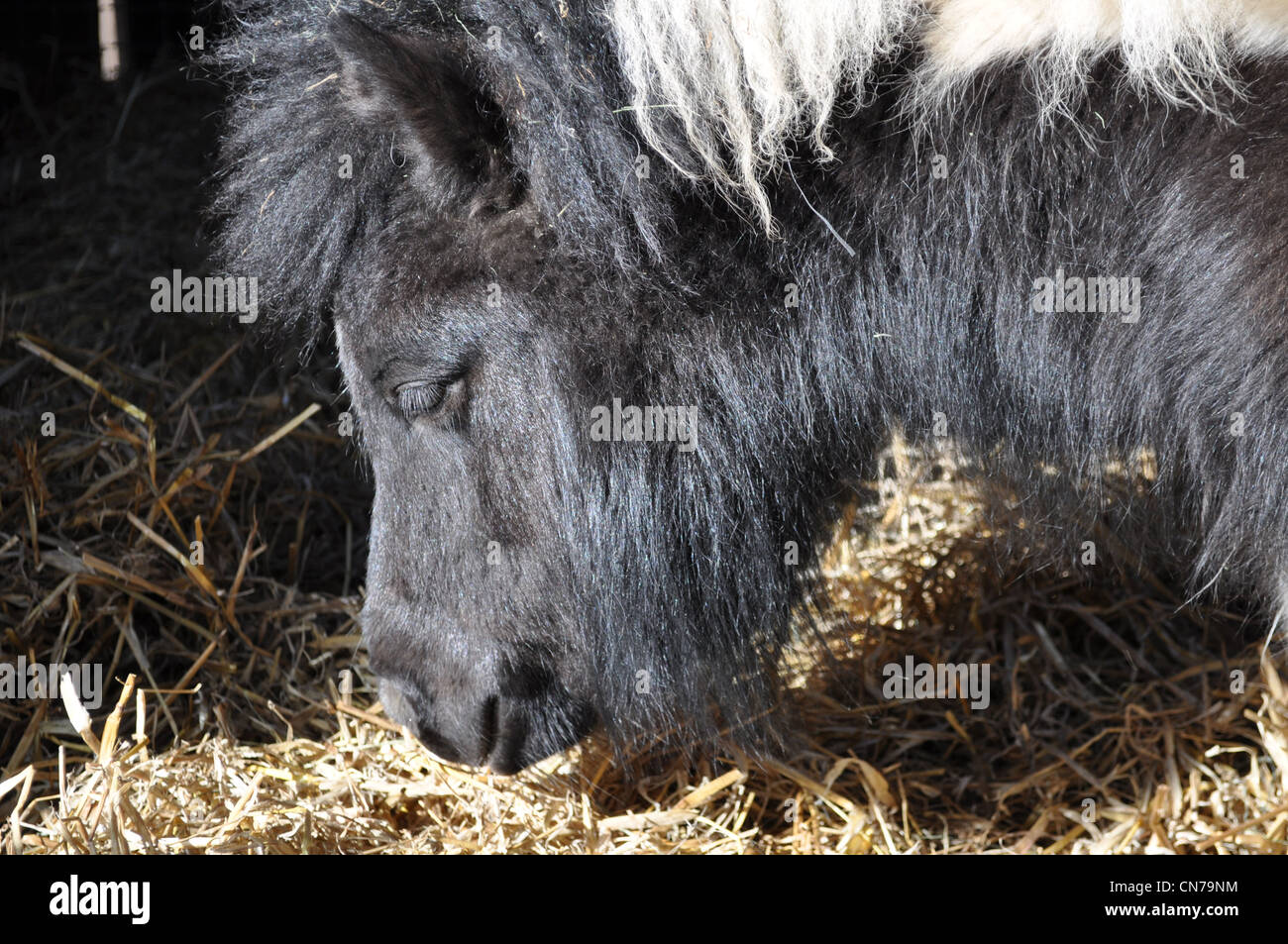 Sleepy shetland pony hi-res stock photography and images - Alamy