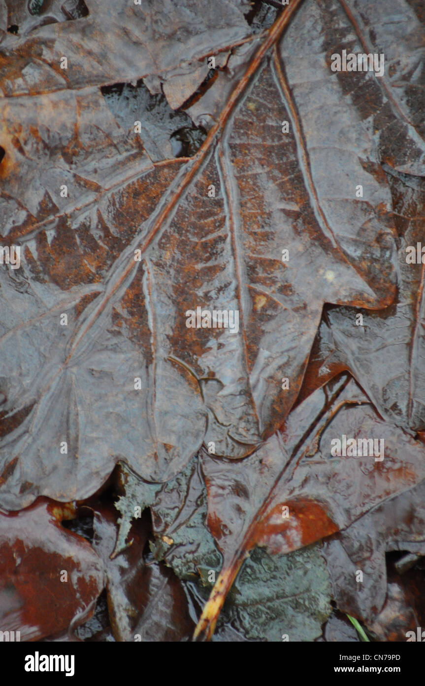 Rotting leaves hi-res stock photography and images - Alamy