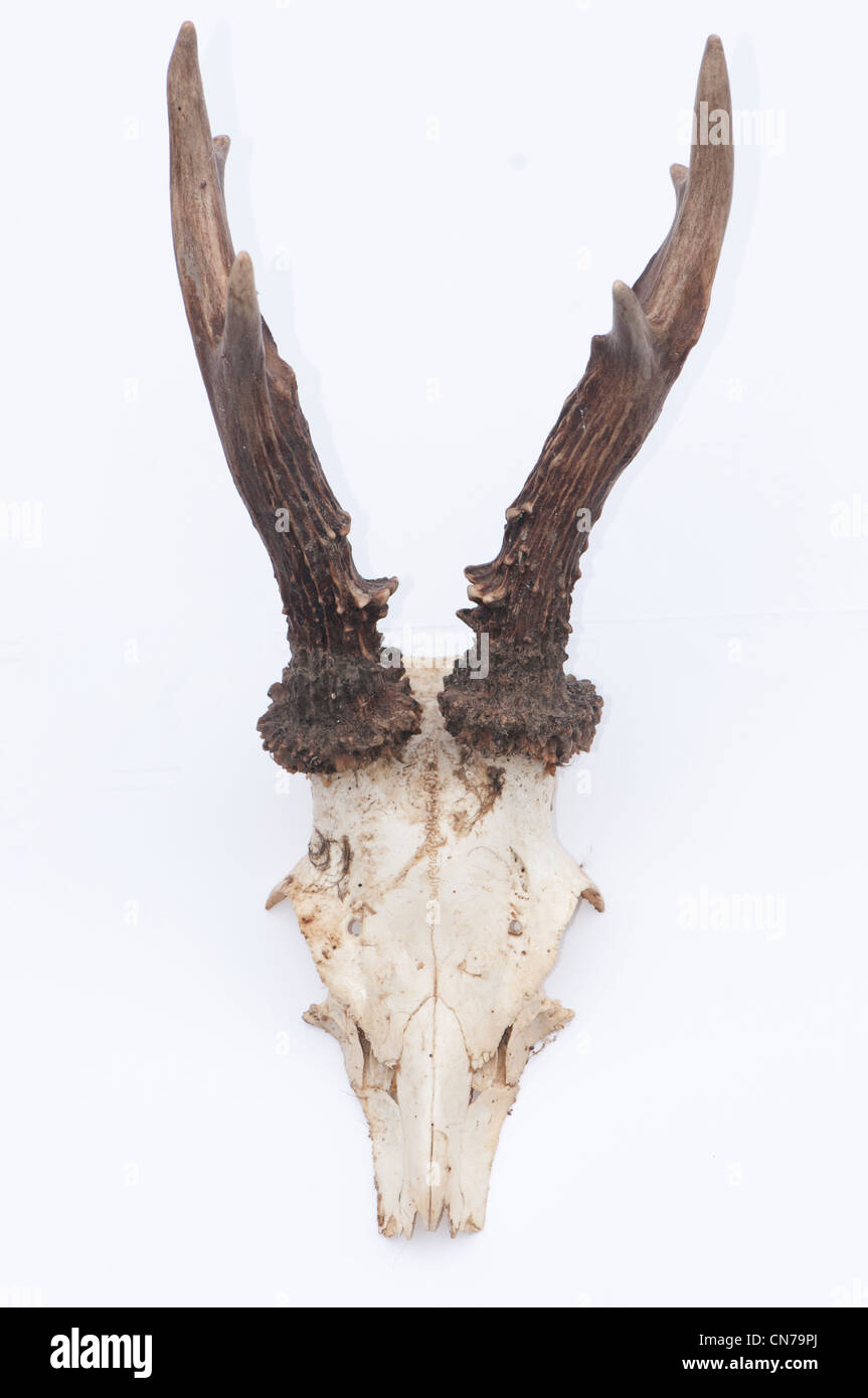 Male roe deer antlers Stock Photo - Alamy