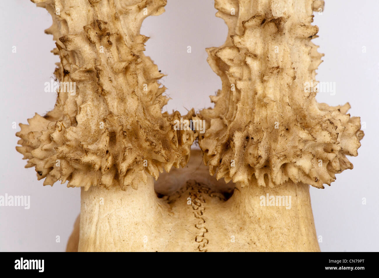 Male roe deer antlers Stock Photo - Alamy