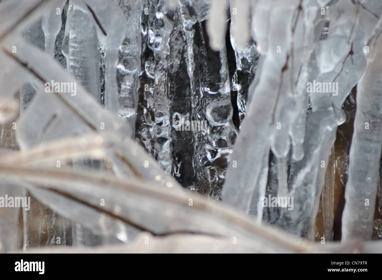 Ice on Branches Stock Photo - Alamy