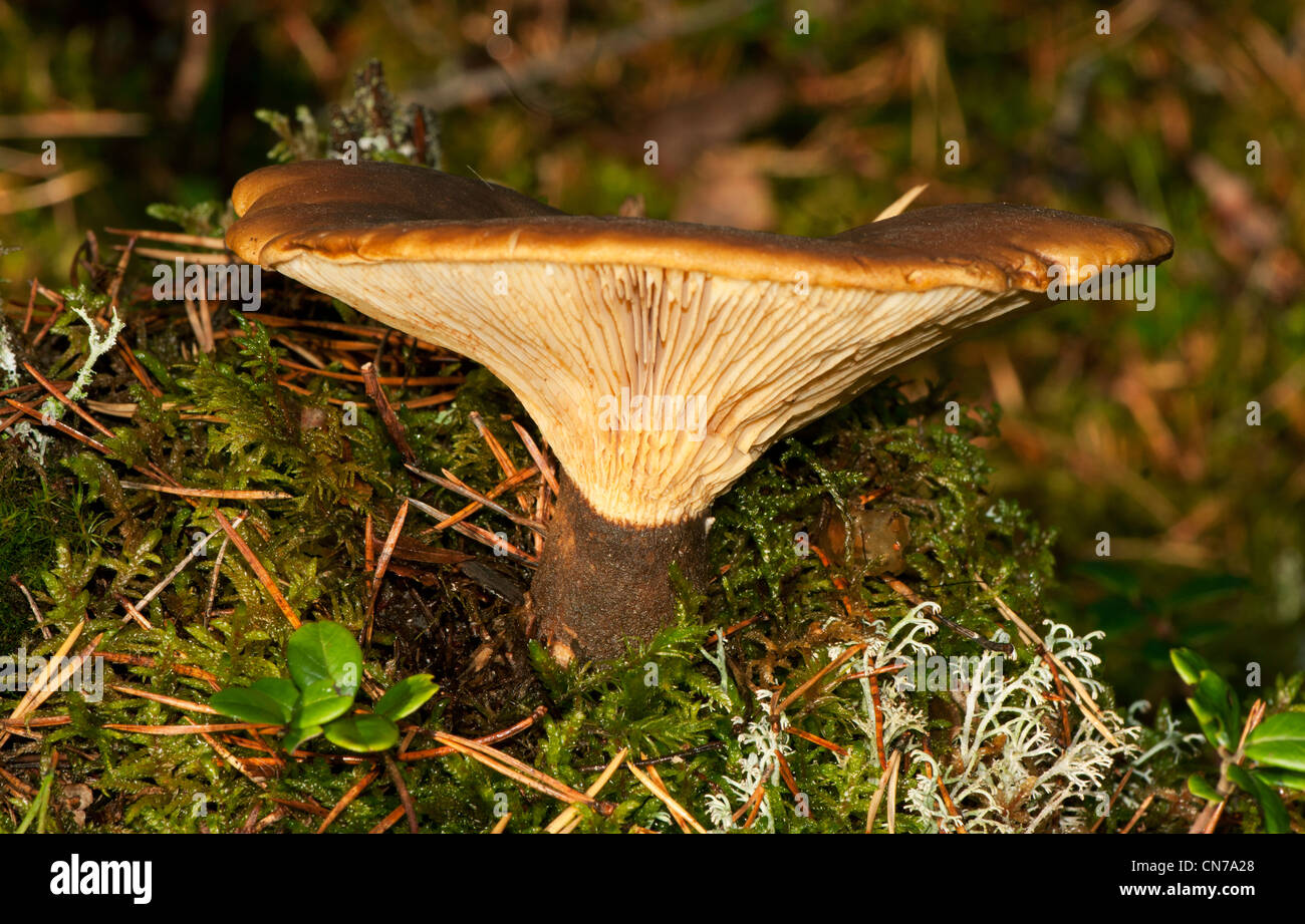 Tapinella atrotomentosa hi-res stock photography and images - Alamy