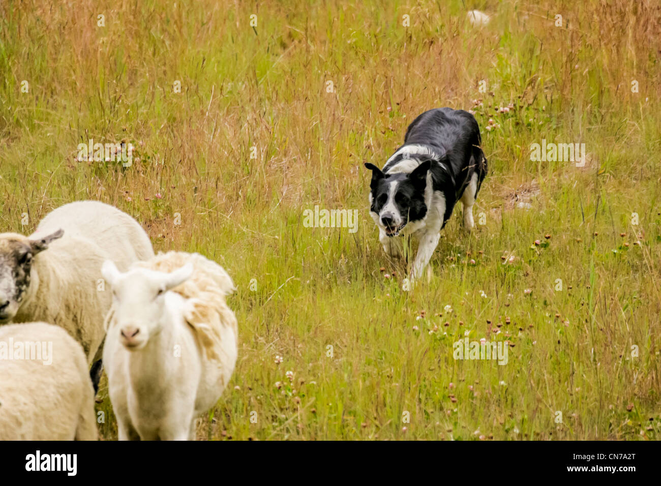 Border collie herds sheep hi-res stock photography and images - Alamy