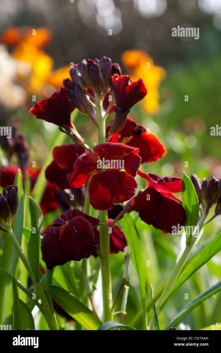 Wallflower erysimum cheiranthus flower hi-res stock photography and ...