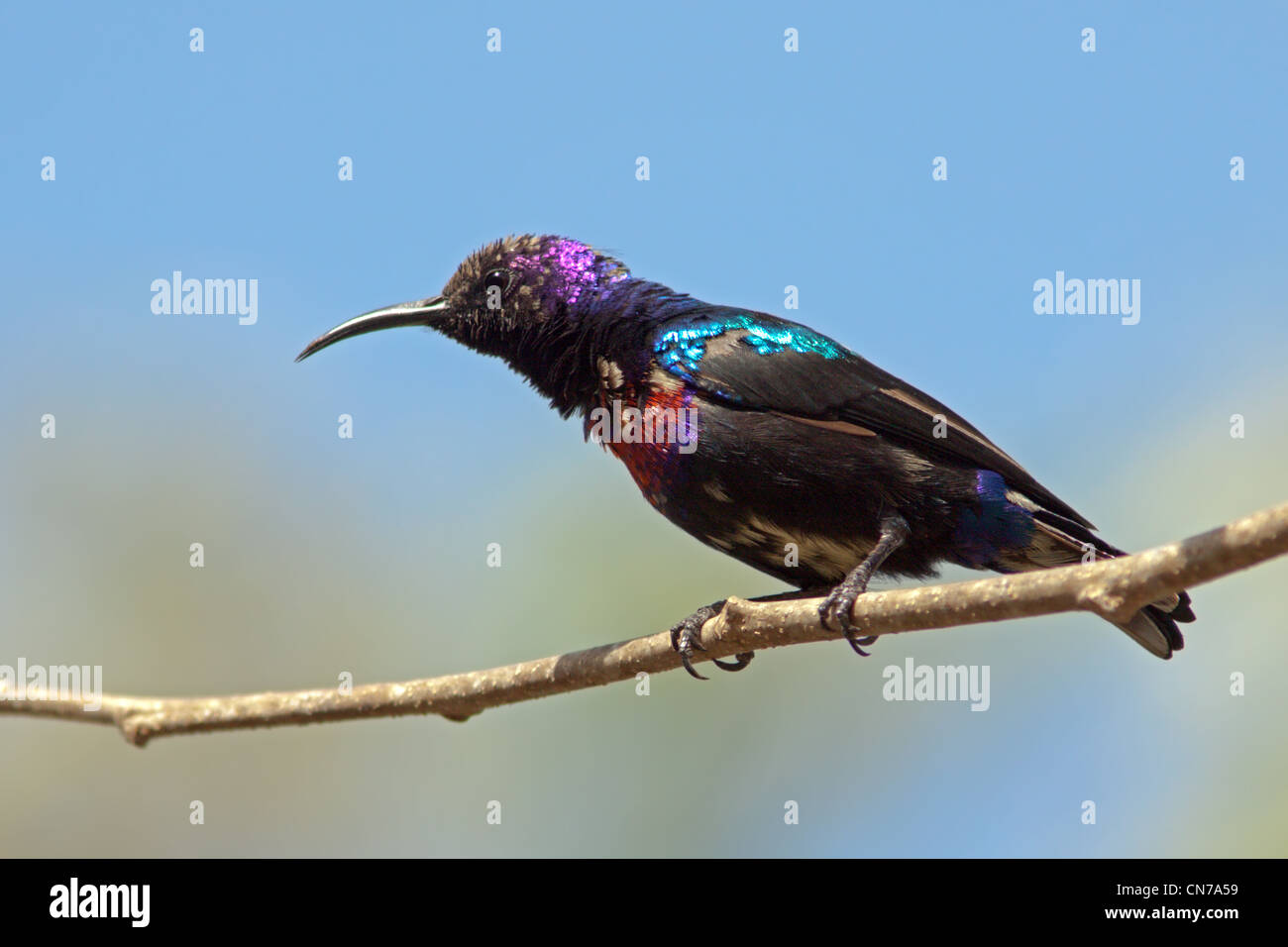 Splendid sunbird hi-res stock photography and images - Alamy