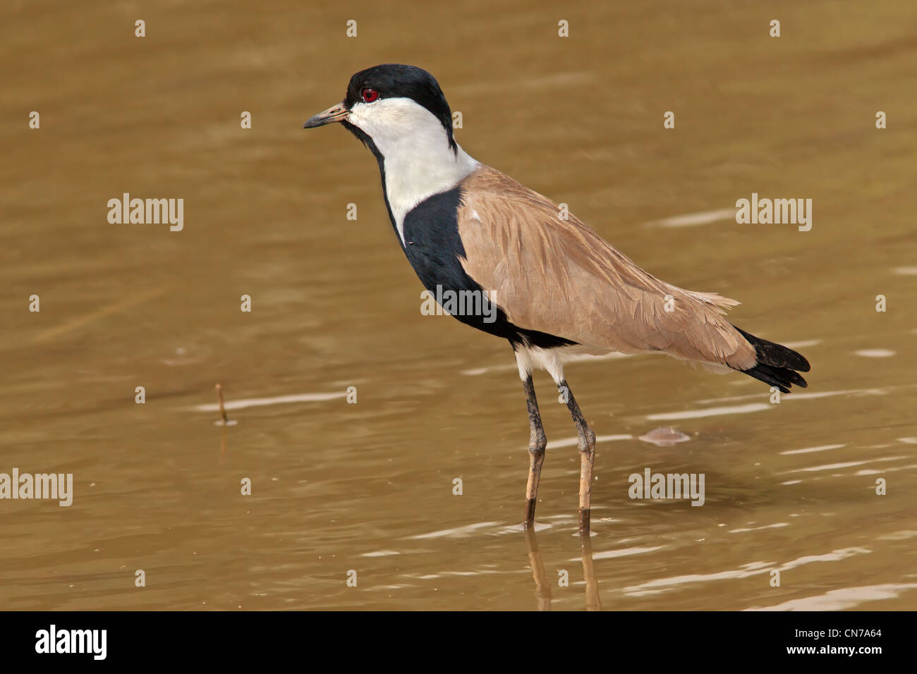Spur winged plover hi-res stock photography and images - Alamy