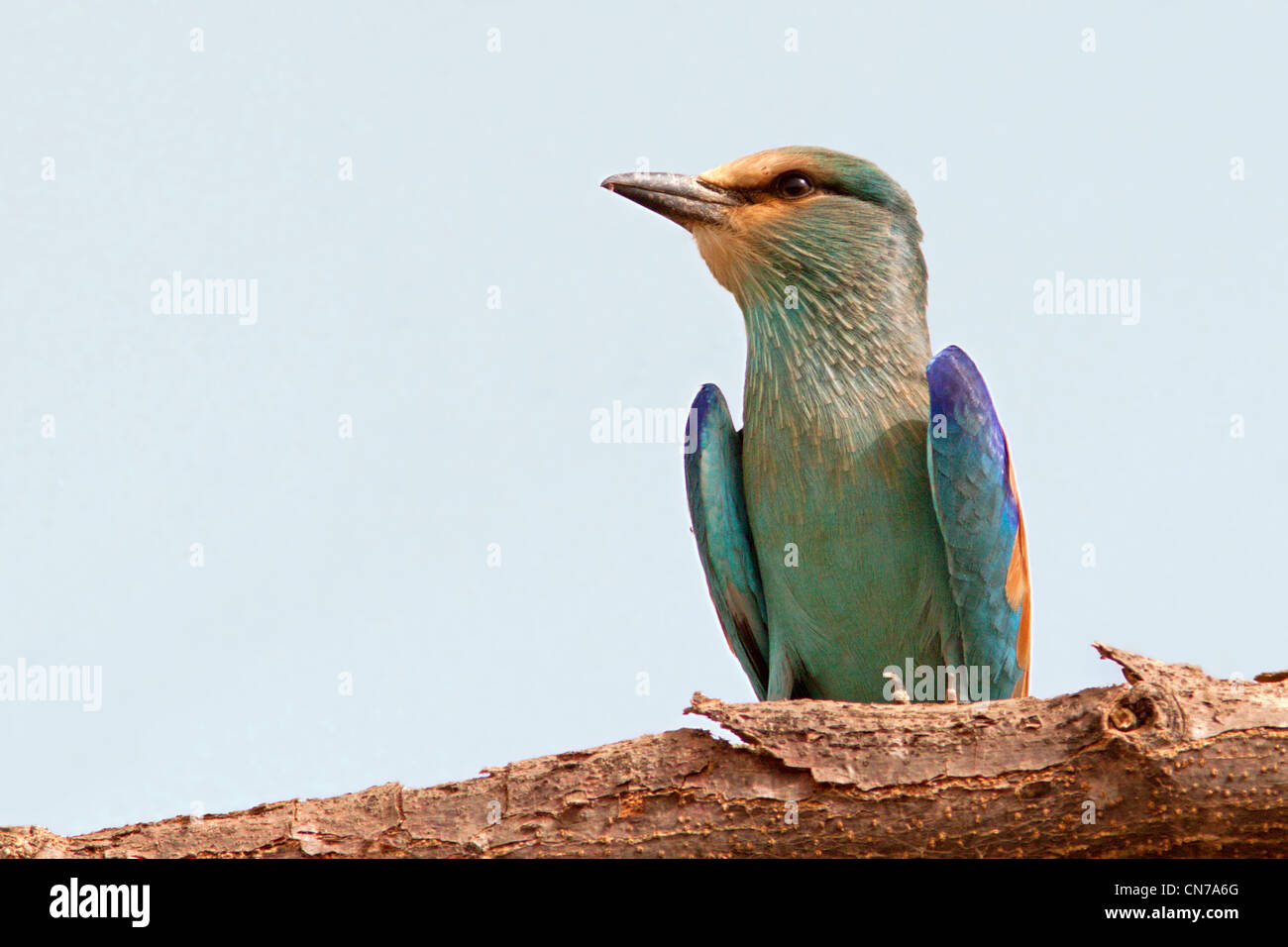 Abyssinian roller coracias abyssinicus hi-res stock photography and ...