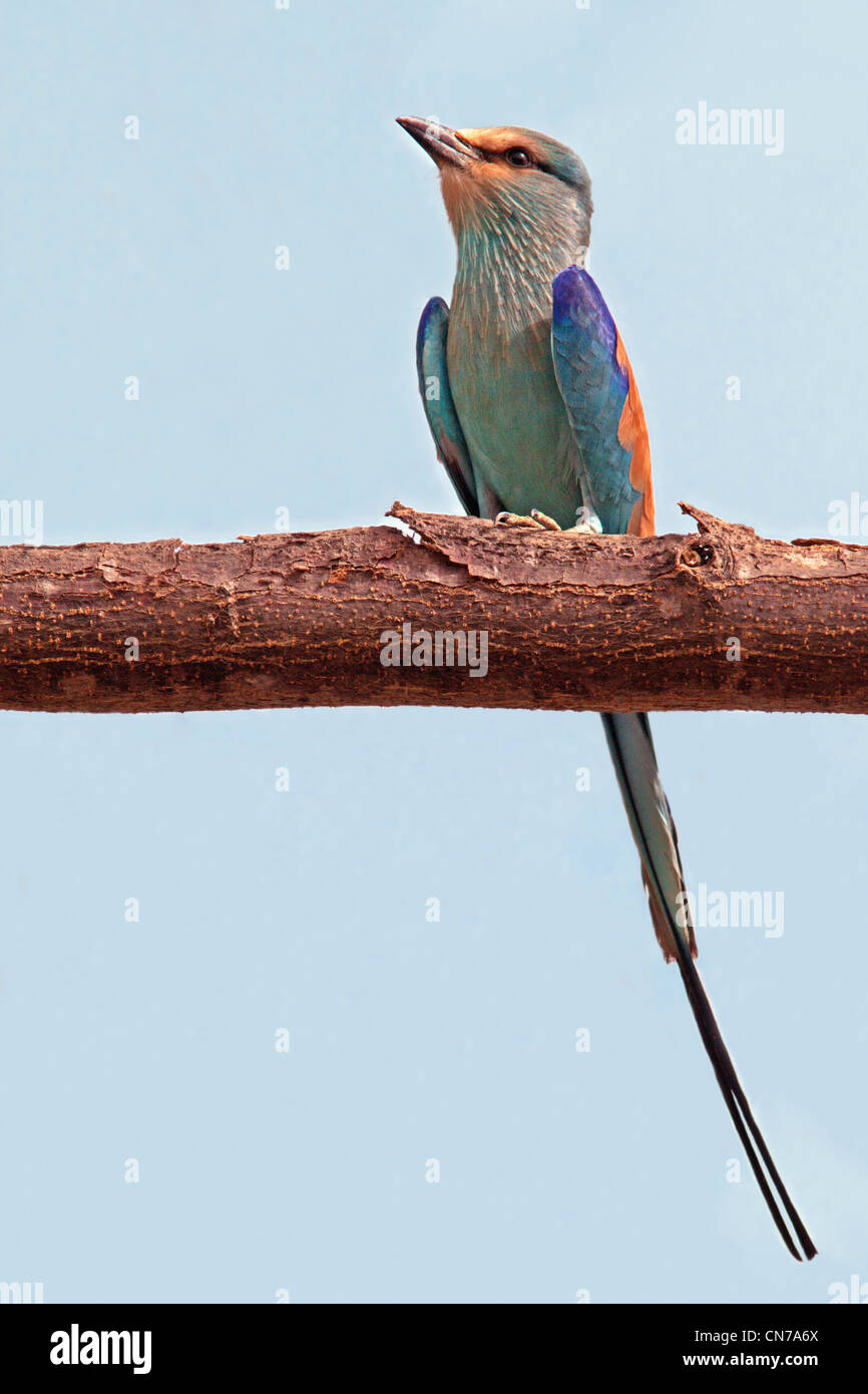 Abyssinian roller hi-res stock photography and images - Alamy