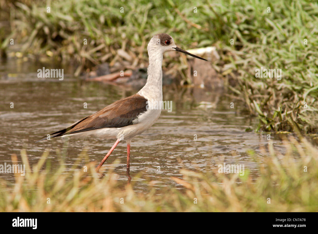 Black winged stilt common stilt pied hi-res stock photography and ...