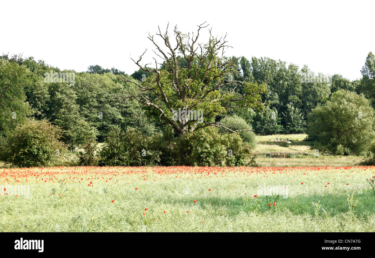 Poppy land, norfolk hi-res stock photography and images - Alamy