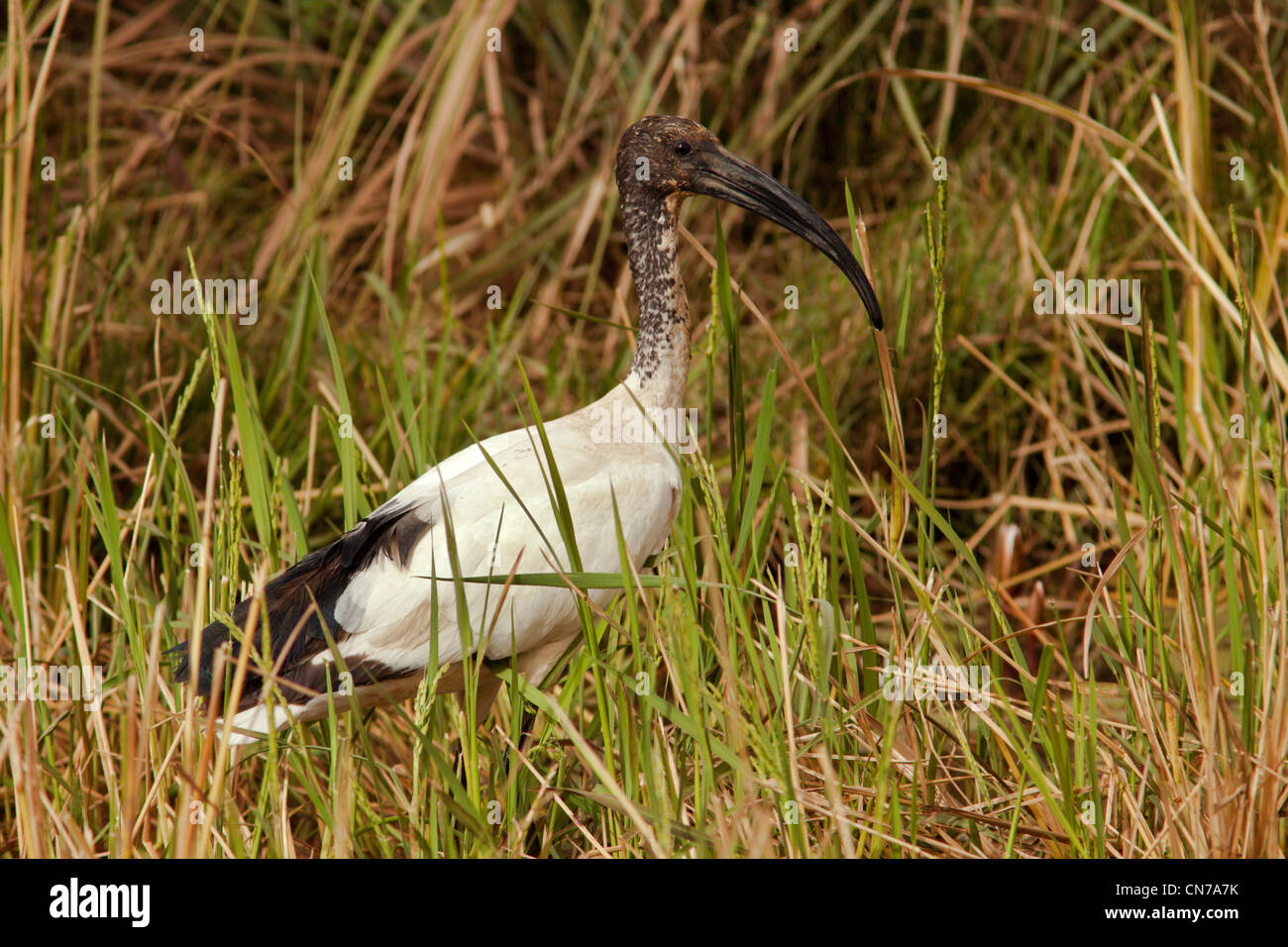African Sacred Ibis Stock Photo - Alamy