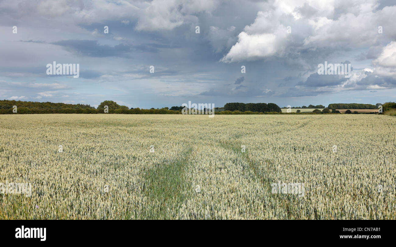 The wide open plains of central Norfolk, UK Stock Photo - Alamy