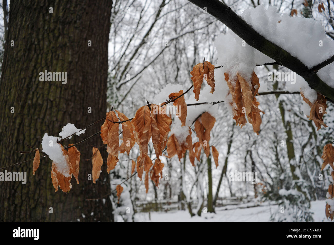 Leaves in the snow at Highgate Woods, London Stock Photo - Alamy