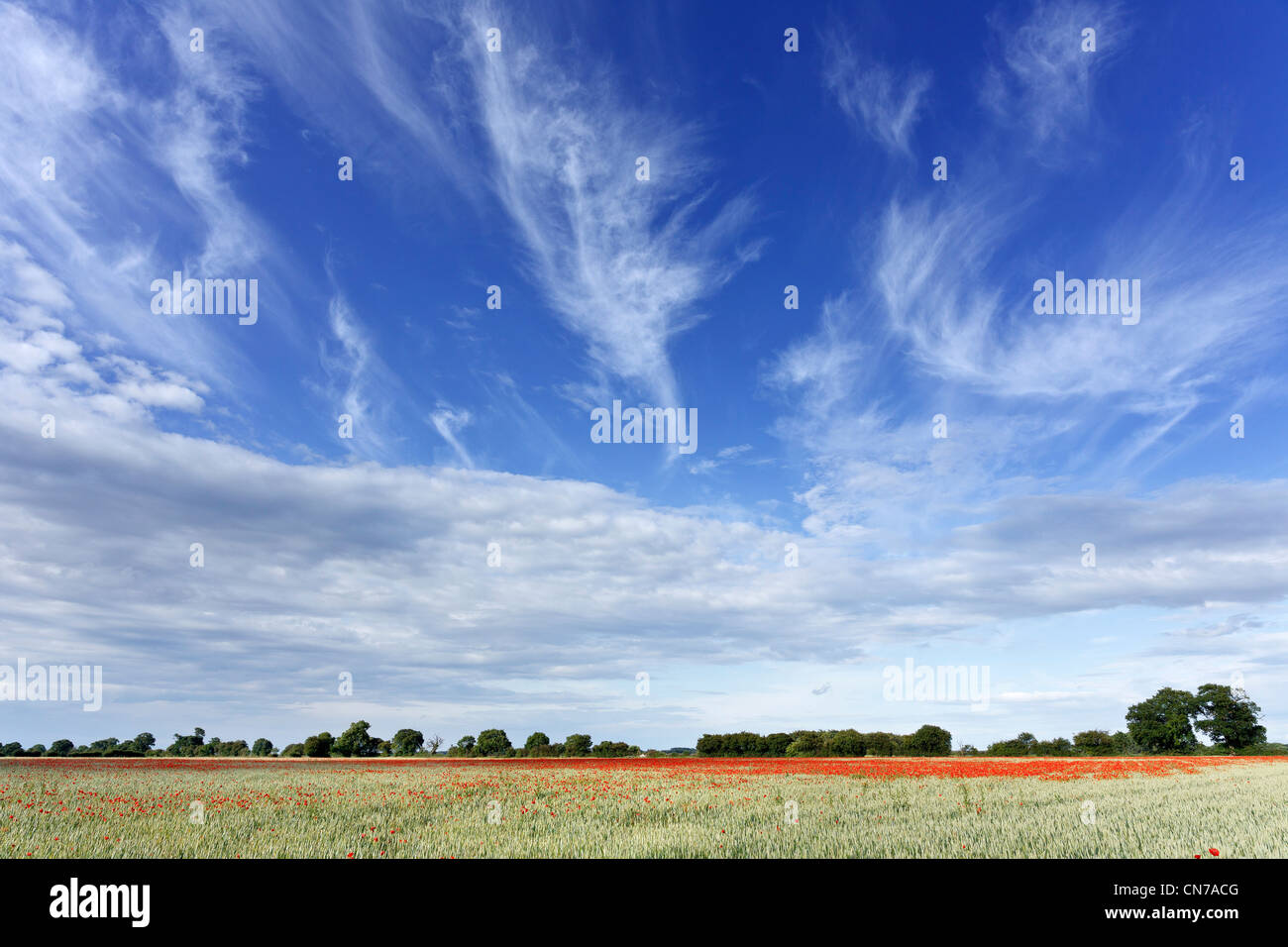 The wide open plains of central Norfolk, UK Stock Photo - Alamy