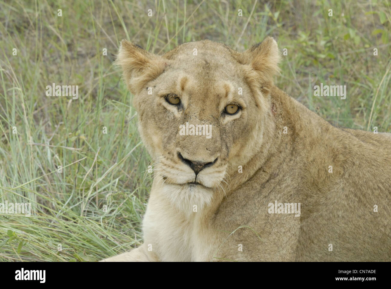 Lioness close up of head and shoulders Stock Photo - Alamy