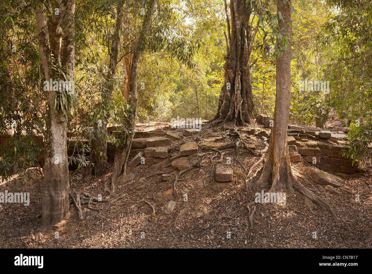 Forest margins with dry dusty ground and loose building stones hi-res ...