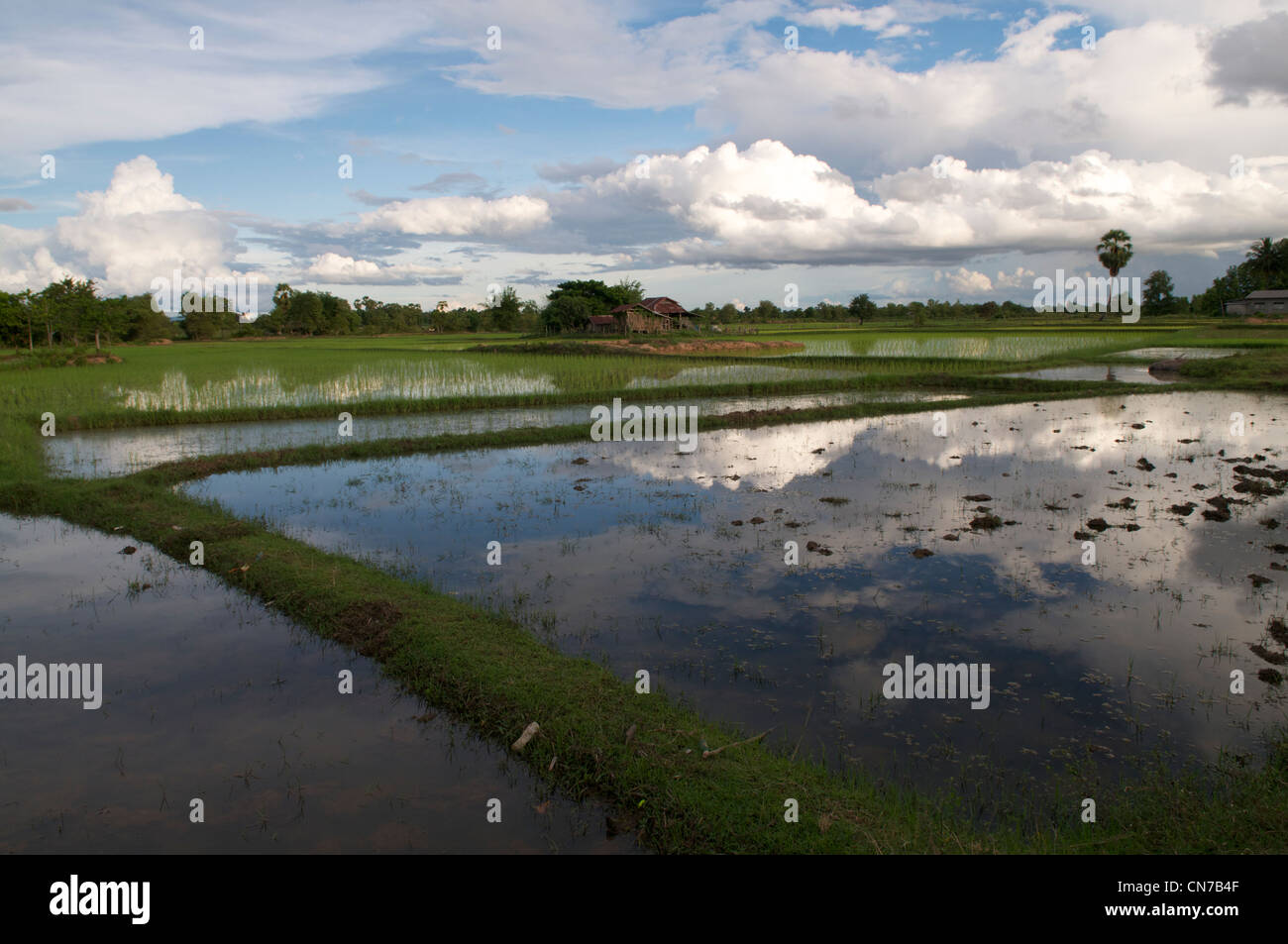 Flooded Paddy Fields Stock Photo - Alamy