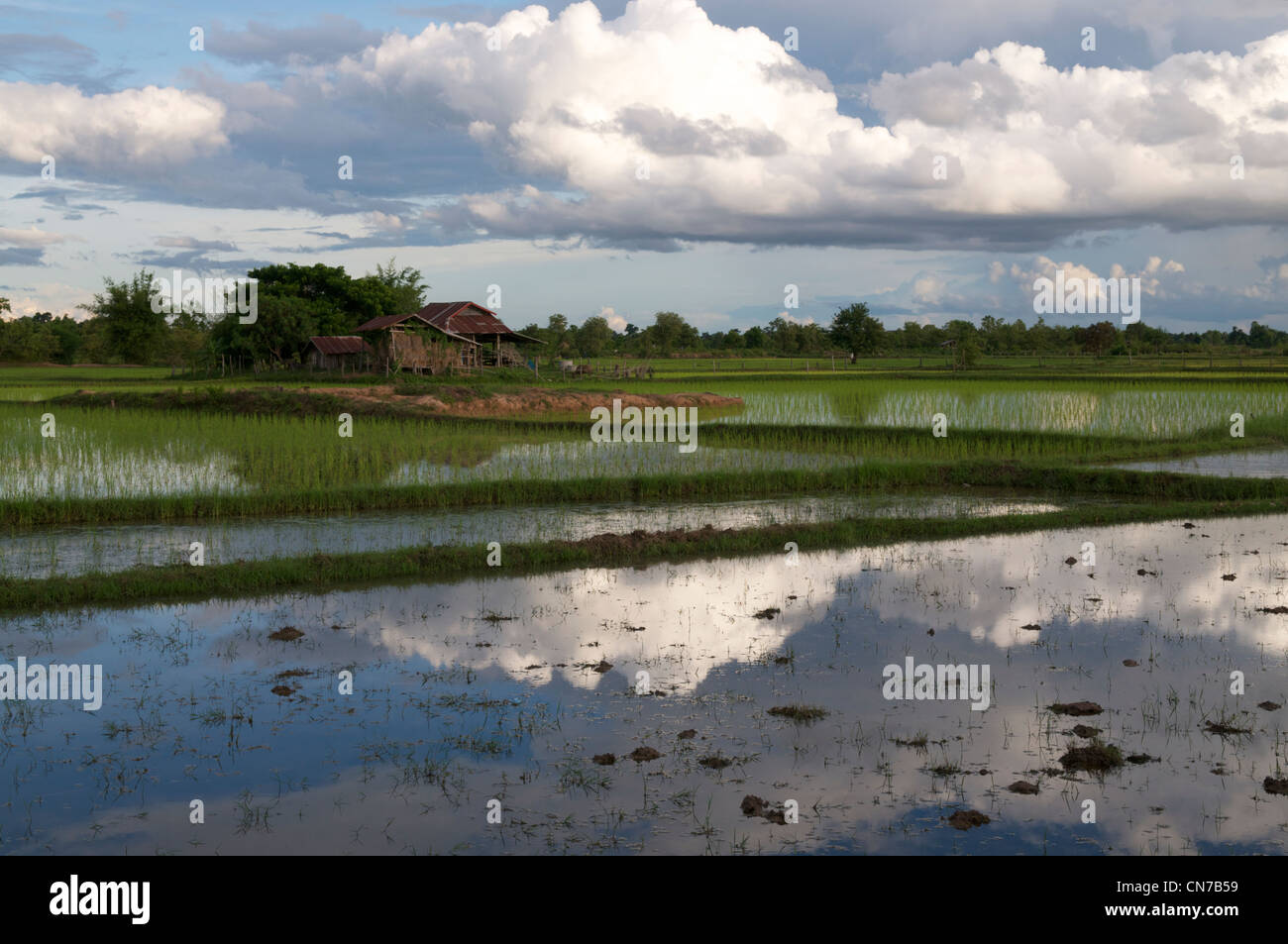 Flooded rice paddy field hi-res stock photography and images - Alamy