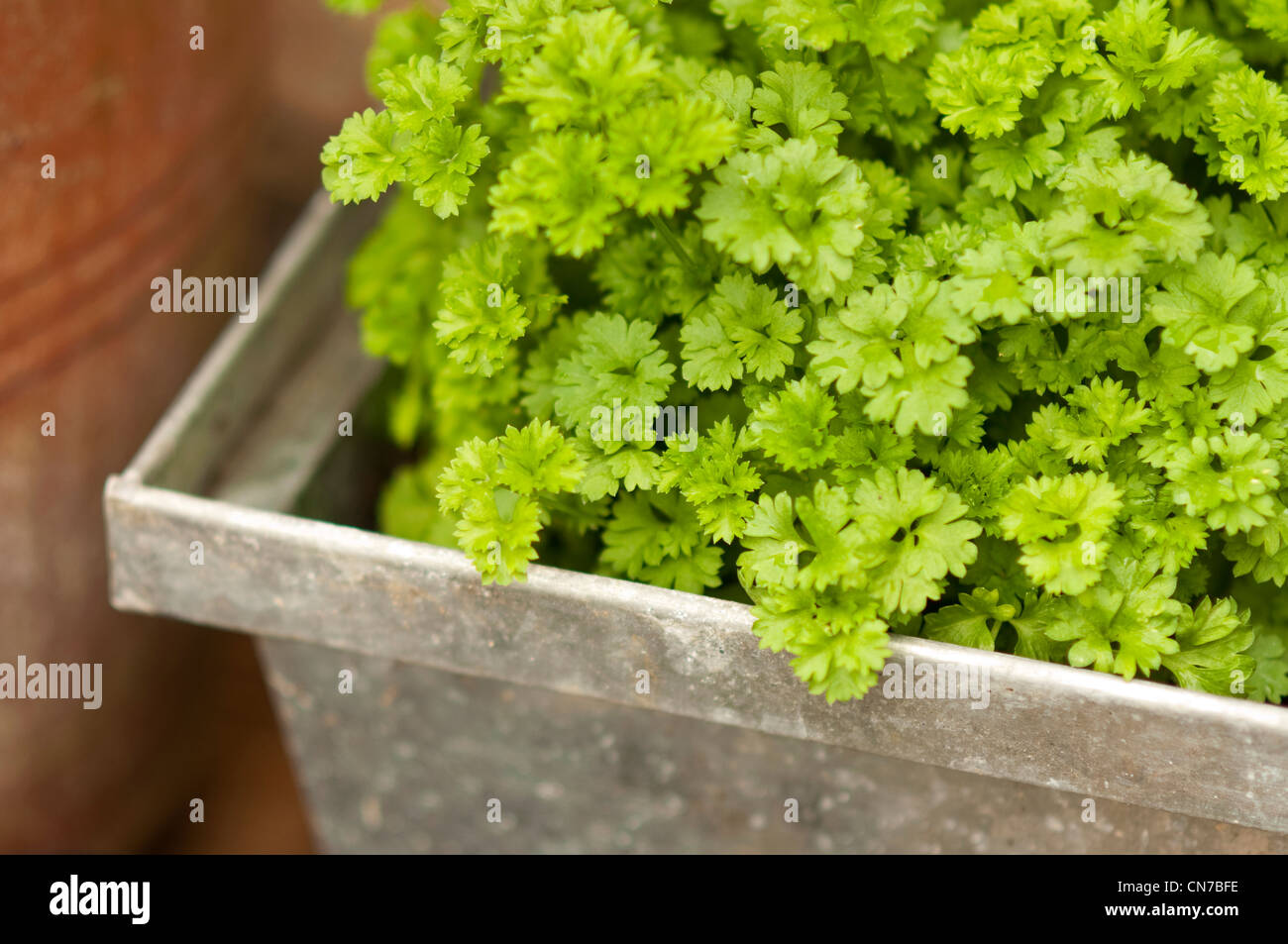 Terrace garden residential hi-res stock photography and images - Alamy