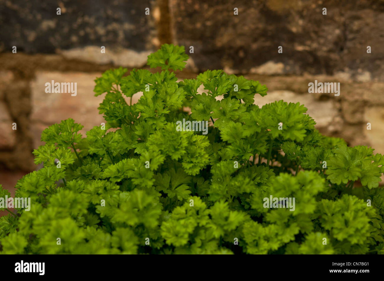 Grow houses garden hi-res stock photography and images - Alamy