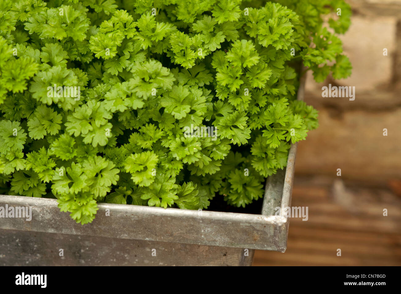 Potted parsley hi-res stock photography and images - Alamy