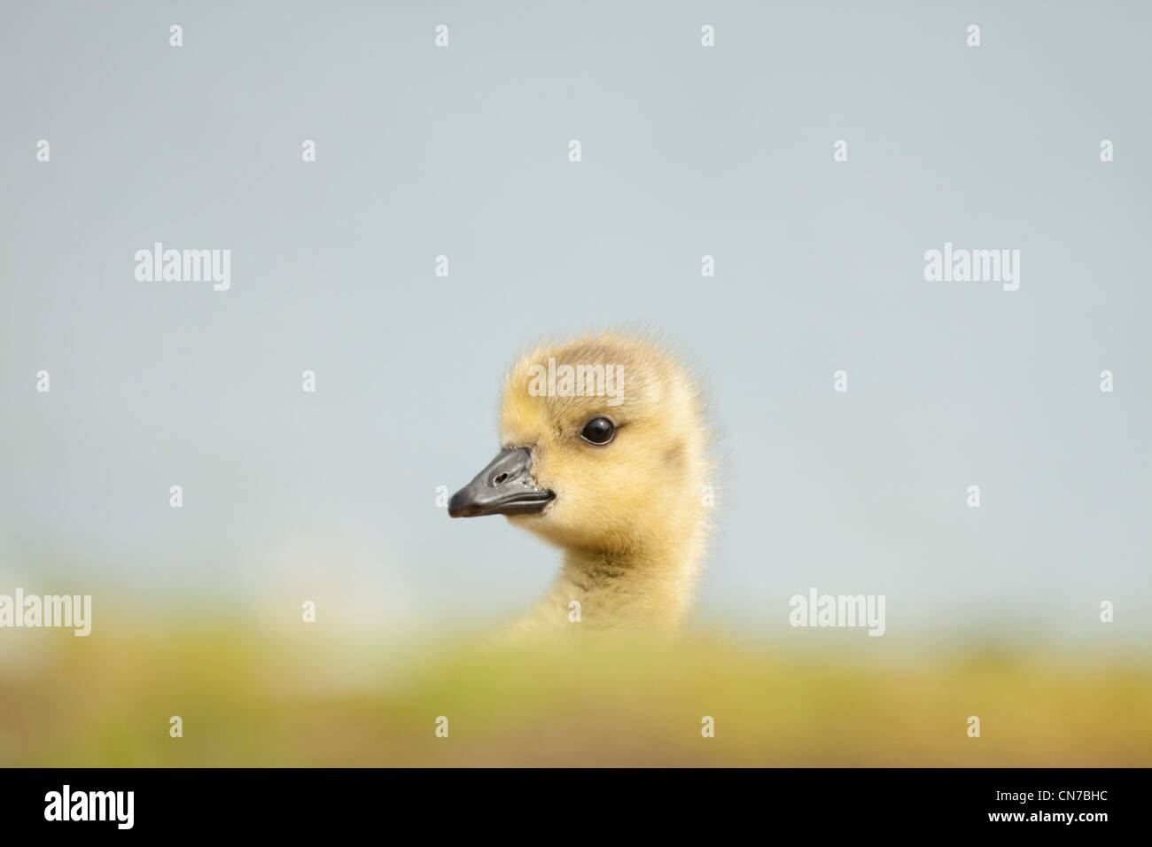 Poking head over hi-res stock photography and images - Alamy