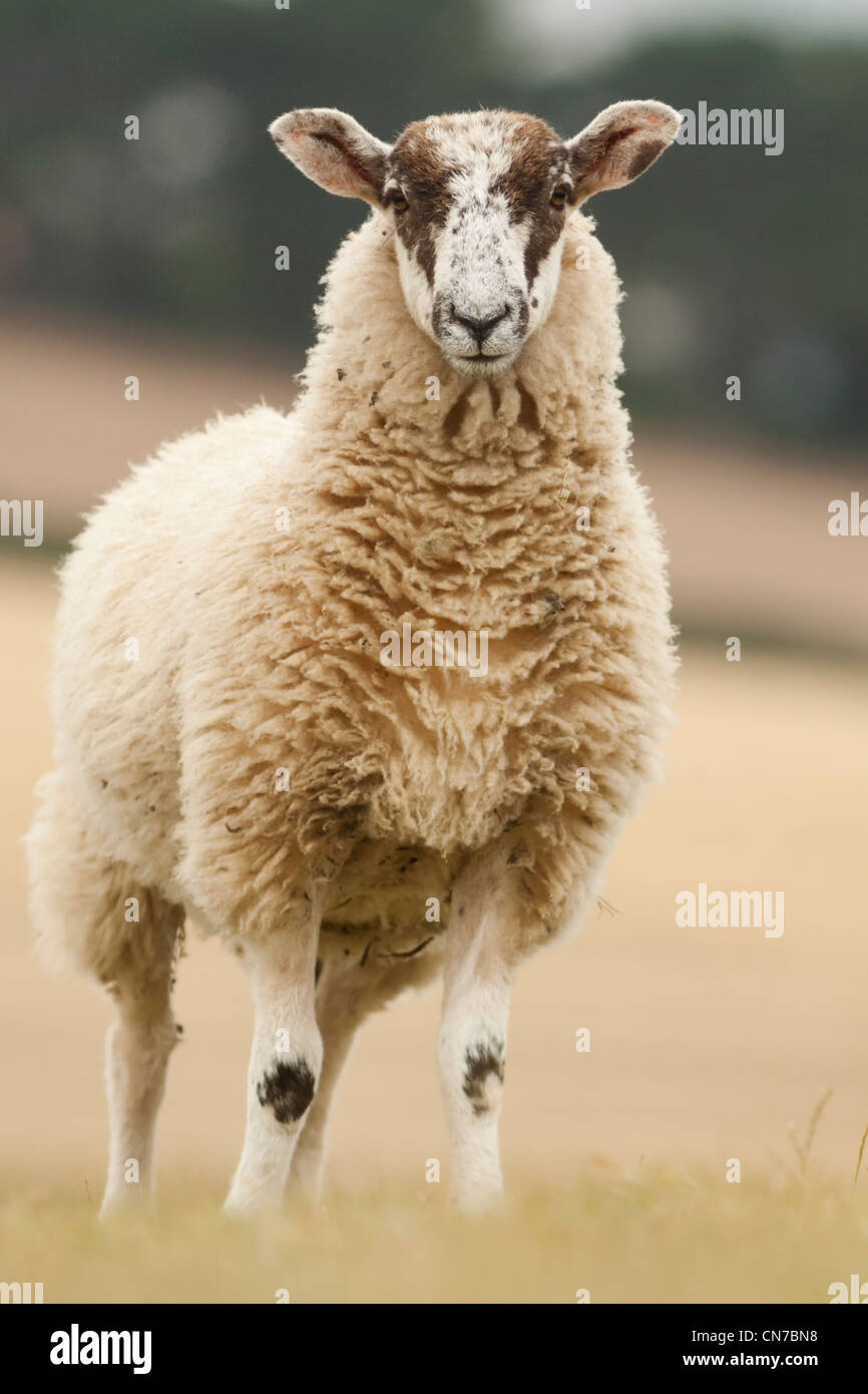 Domesticated sheep hi-res stock photography and images - Alamy