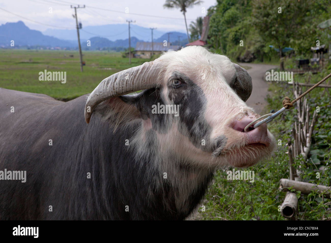 Water Buffalo in a field near a farm. Rantepao, Sulawesi, Indonesia ...