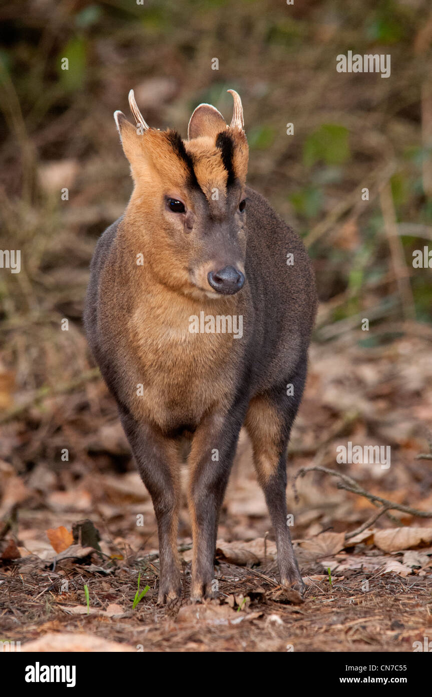 Muntjac hi-res stock photography and images - Alamy