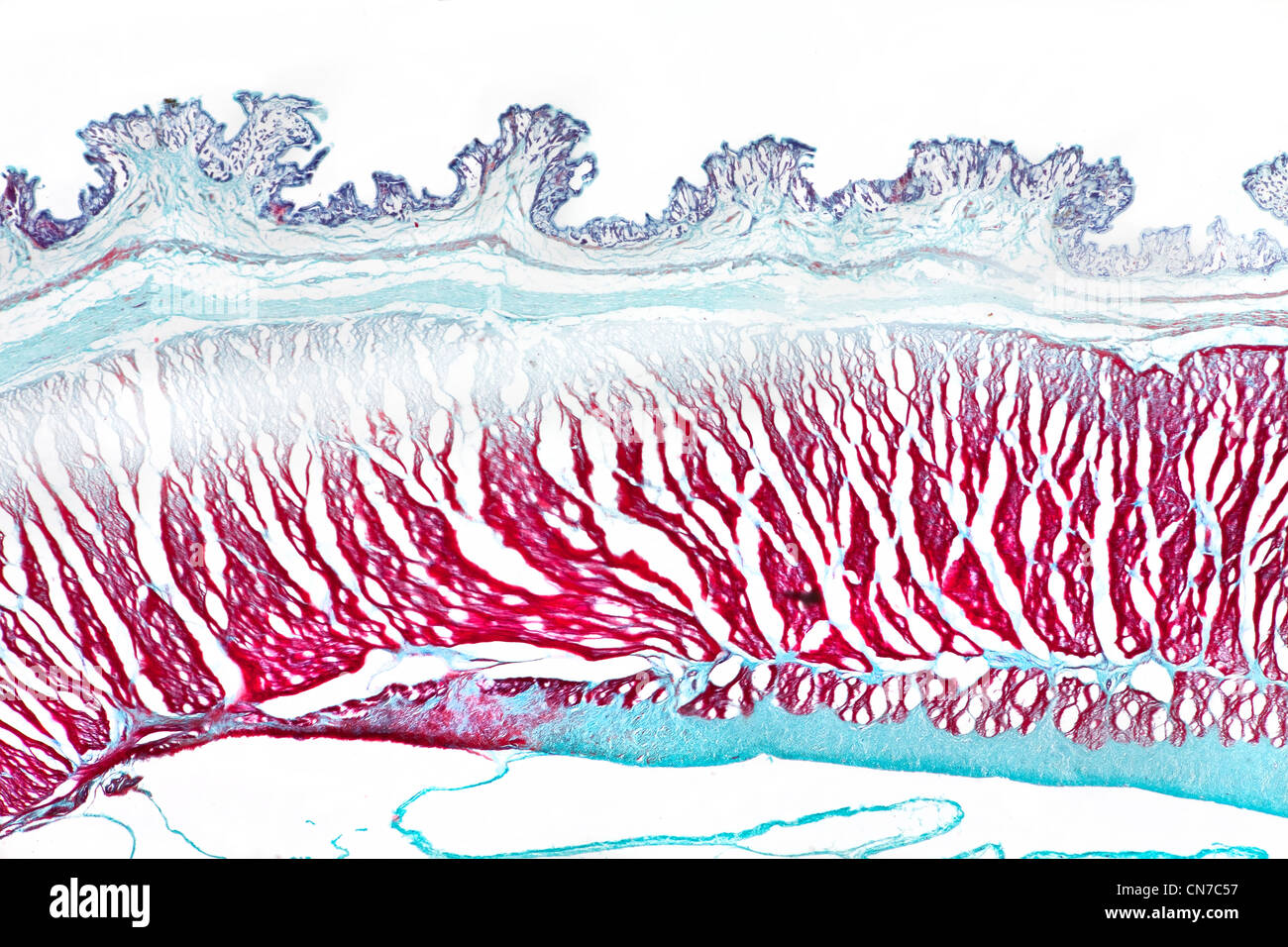 Brightfield photomicrograph of a boa snake stomach wall stained section ...