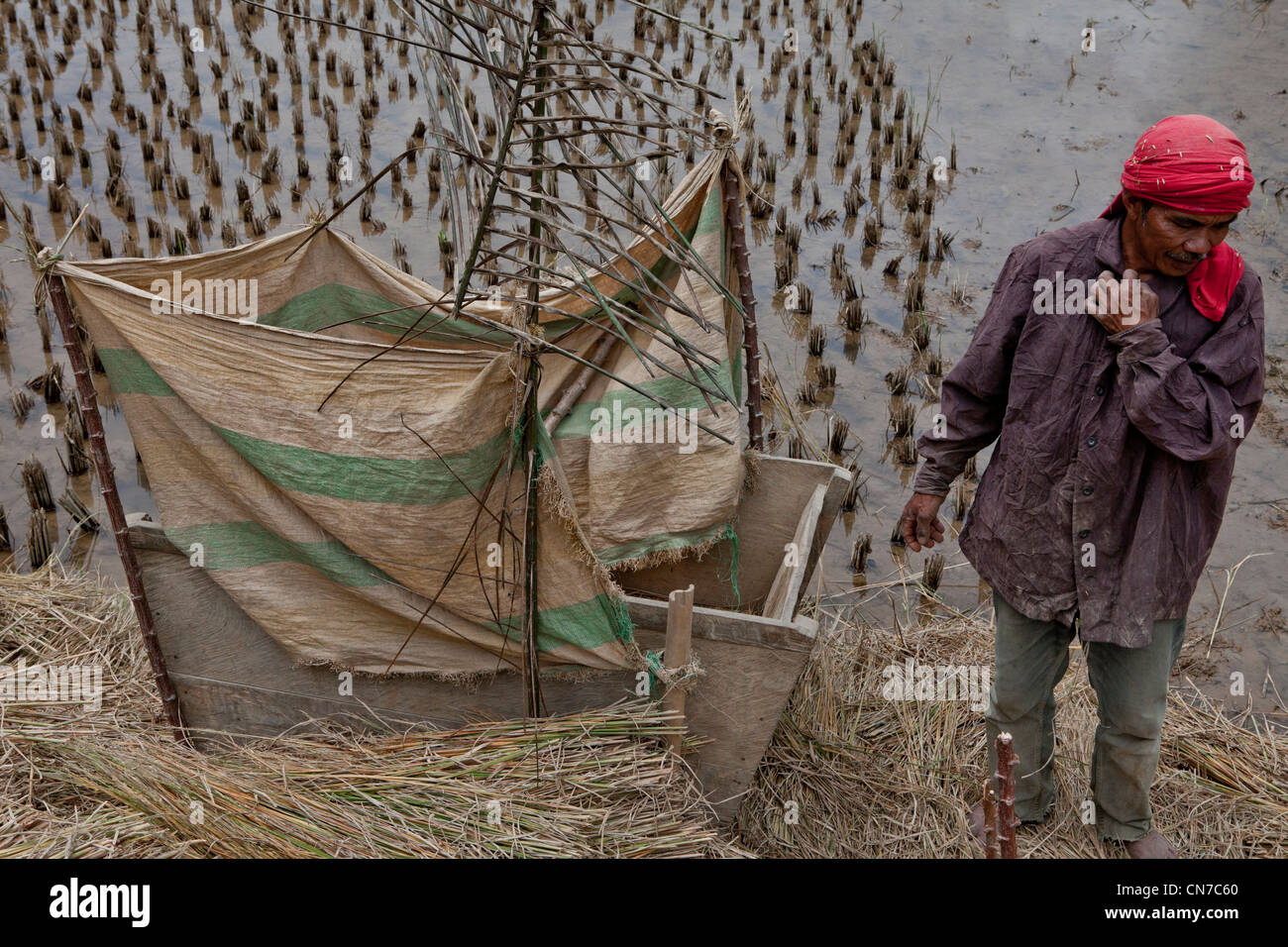 Local People Working In Rice Fields, Rantepao Toraja Sulawesi Indonesia ...