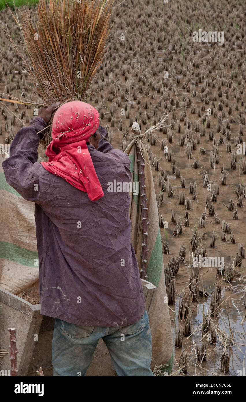 Chinese peasant women work in the rice fields hi-res stock photography ...
