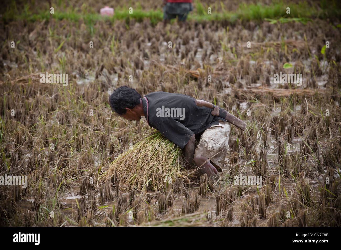 Local People Working In Rice Fields, Rantepao Toraja Sulawesi Indonesia ...