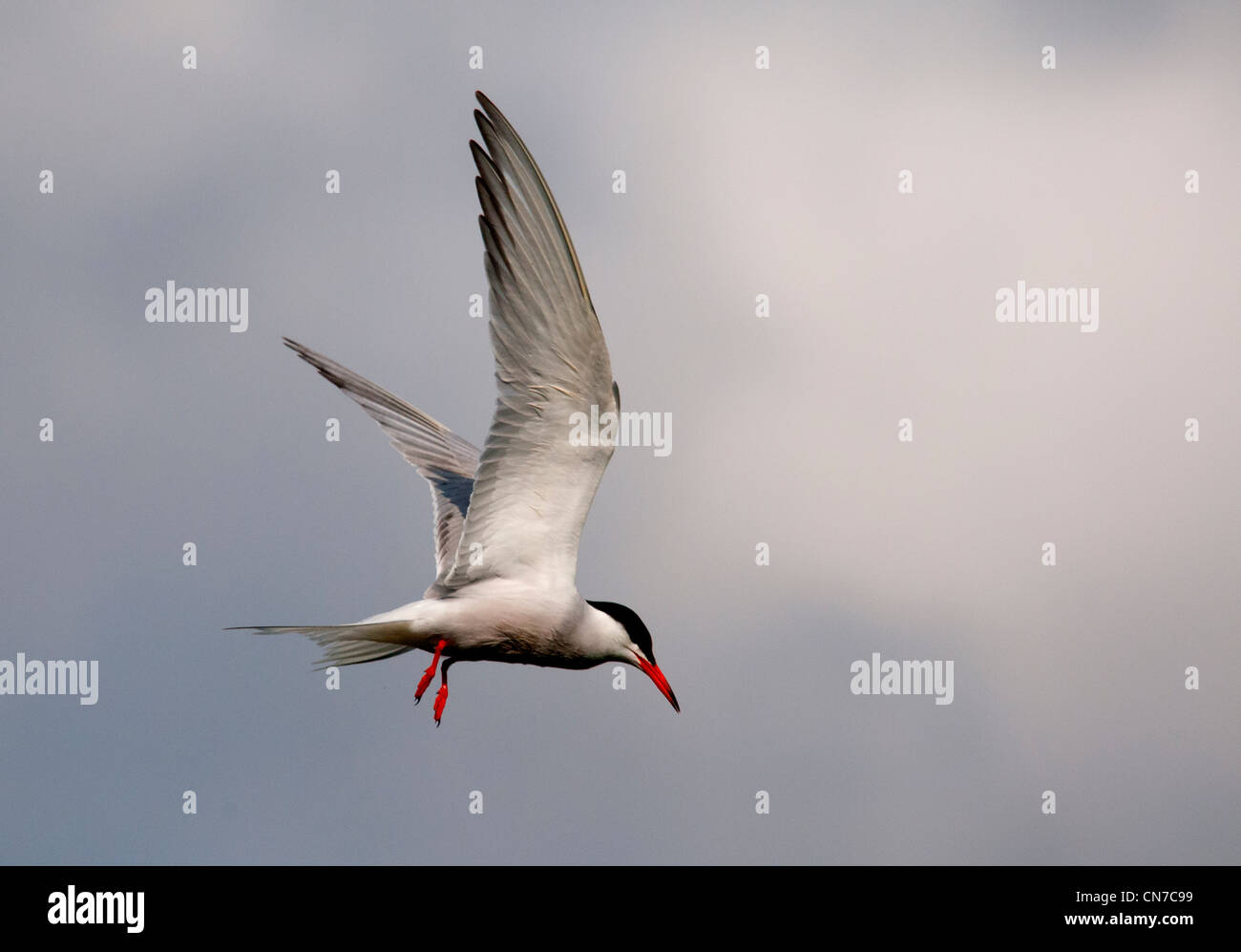 Common tern in flight hi-res stock photography and images - Alamy