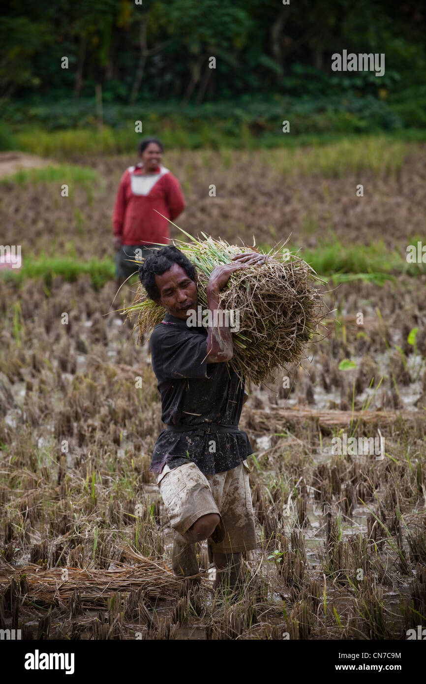 Local People Working In Rice Fields, Rantepao Toraja Sulawesi Indonesia ...